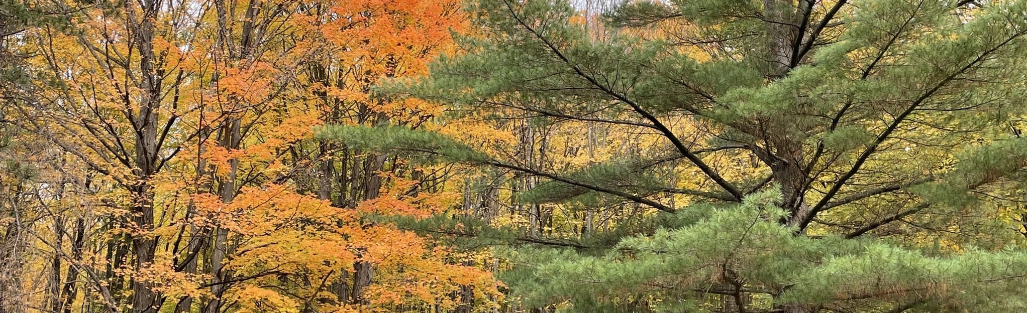 Josiah Littlefield Trail and Freedom Trail Loop, Michigan - Map, Guide ...