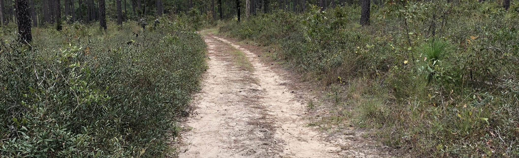 Coldwater Red Loop, Florida - 10 Reviews, Map | AllTrails