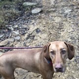 Hawk Pride Mountain Offroad, Alabama - 13 Reviews, Map | AllTrails