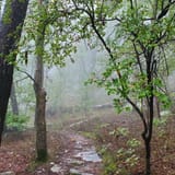Upper Spring Loop Trail, Alabama - 119 Reviews, Map | AllTrails