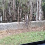 Loop Road Scenic Drive (County Road 94), Florida - 145 Reviews, Map ...