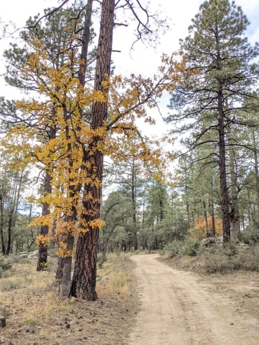 2023 Best Camping Trails in Prescott National Forest | AllTrails