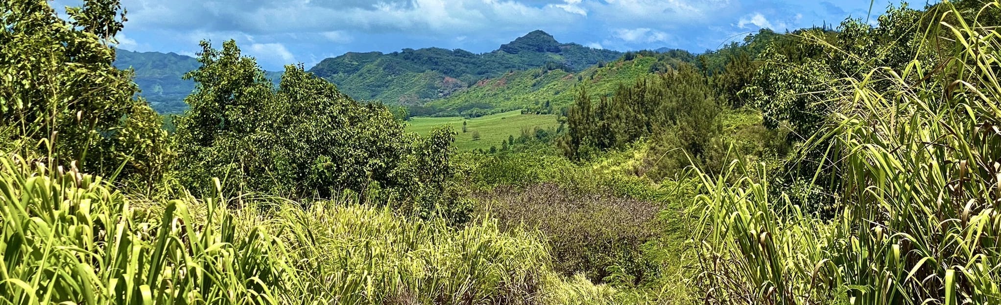 Kalepa Hill - Kauai, Hawaii | AllTrails