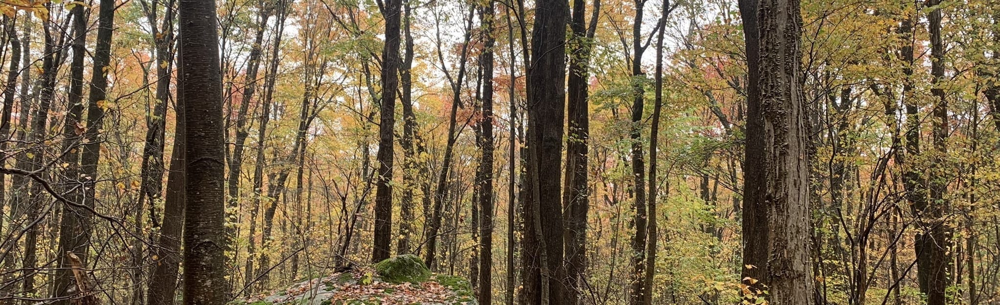 Laurel Mountain State Park via Laurel Highlands Hiking Trail ...