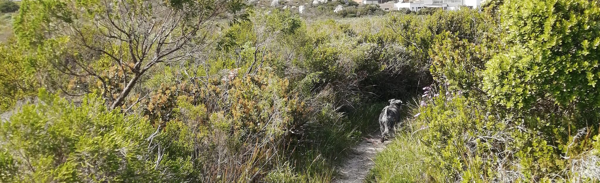 Rooi-Els Coast, Western Cape, South Africa - 19 Reviews, Map | AllTrails