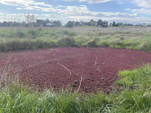 Best Hikes and Trails in Jerrabomberra Wetlands Nature Reserve | AllTrails