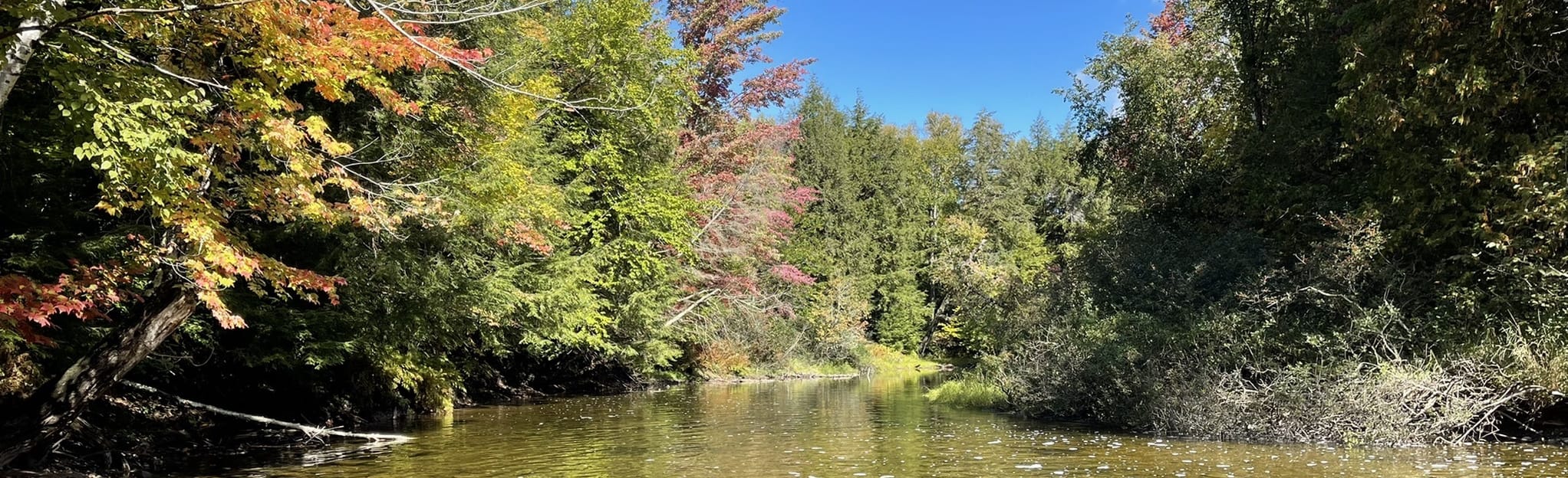 Manistique River Paddle Route: 4 Reviews, Map - Michigan | AllTrails