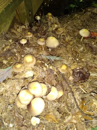 Best Hikes and Trails in Tuttle Educational State Forest | AllTrails