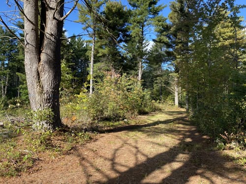 Best Hikes and Trails in Larose Forest | AllTrails