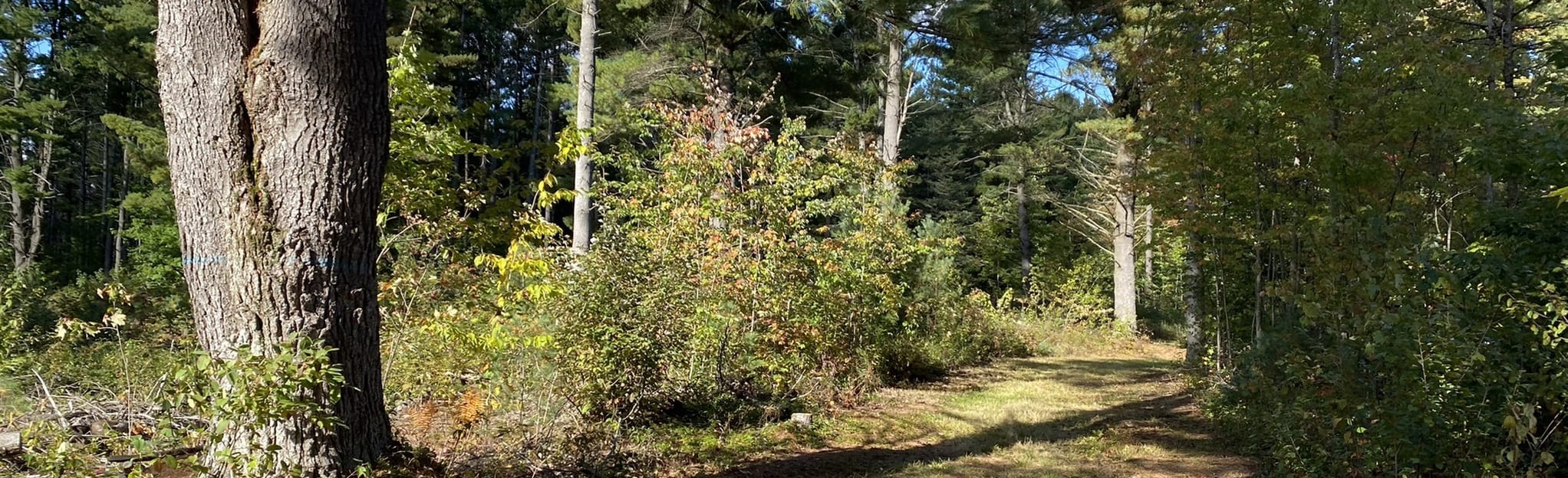 Larose Forest 6 Loop: 20 Reviews, Map - Ontario, Canada | AllTrails