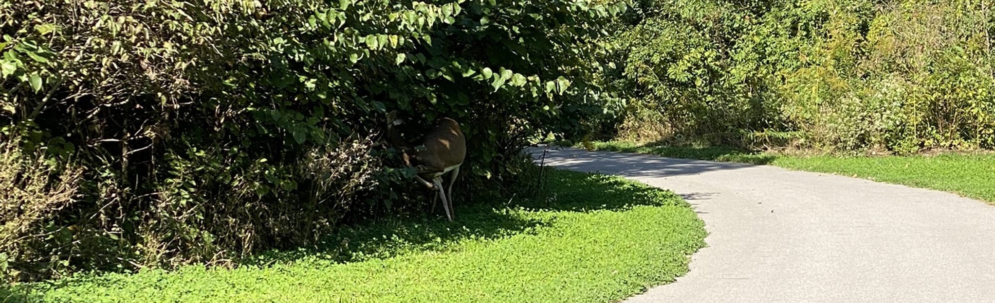 Skiles Test Trail: 115 Reviews, Map - Indiana | AllTrails