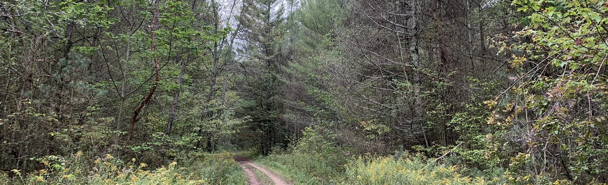 South Forest Loop and Main Access Trail: 41 Reviews, Map - Ontario ...