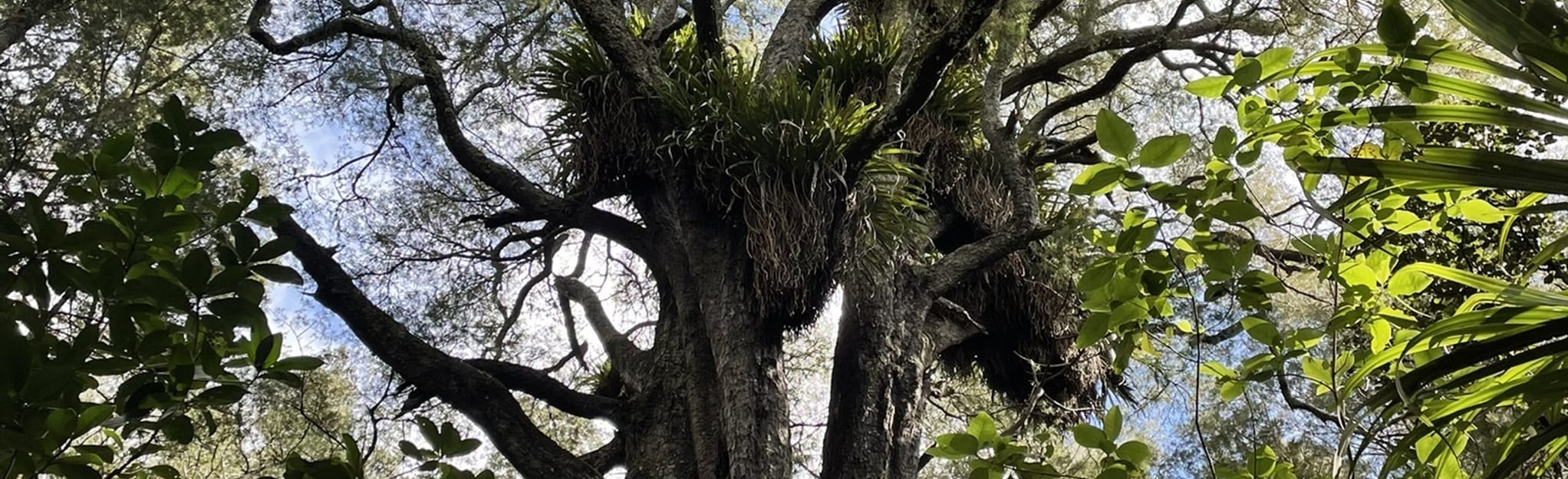 Smiths Bush Path, Auckland, New Zealand - 14 Reviews, Map | AllTrails