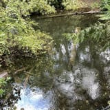 Belknap Hot Springs Resort, Oregon - 59 Reviews, Map | AllTrails