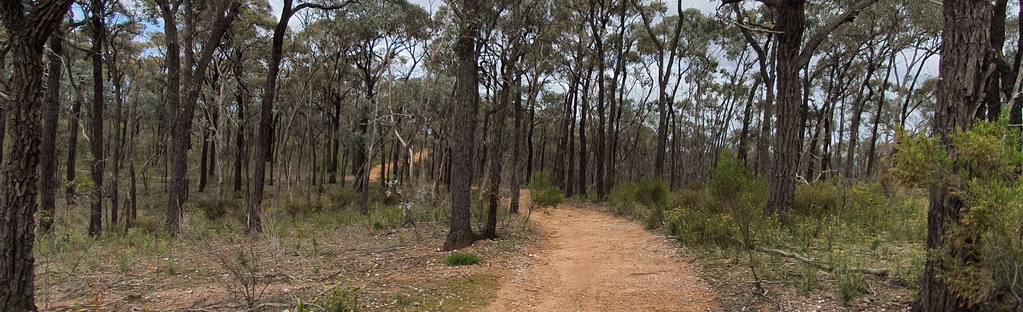 Bendigo Bushland Trail and Wildflower Drive Loop, Victoria, Australia ...