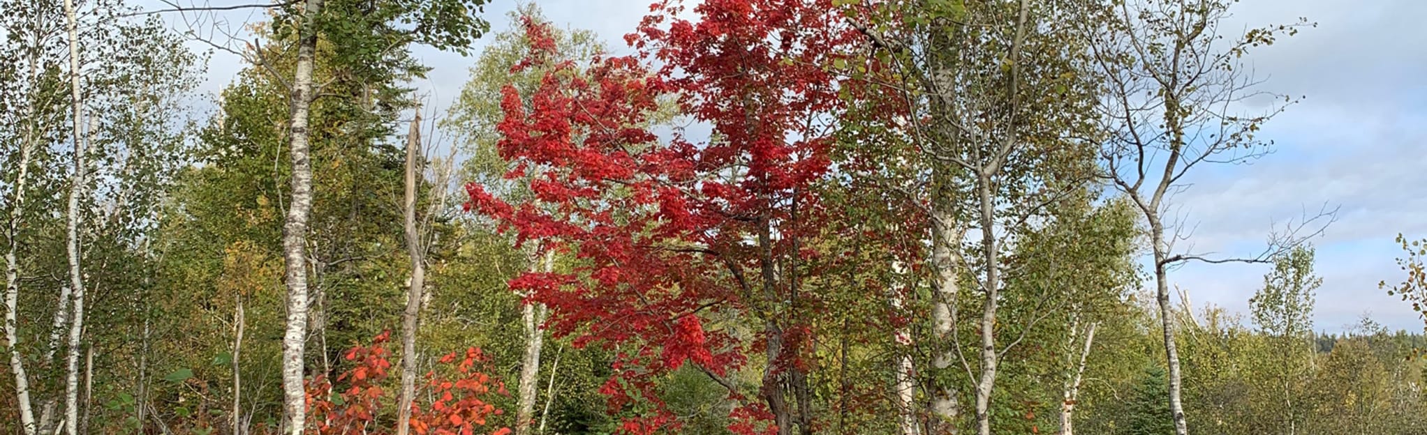 Cross River via Superior Hiking Trail, Minnesota - 20 Reviews, Map ...