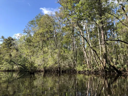 Best Hikes and Trails in Wambaw Creek Wilderness | AllTrails