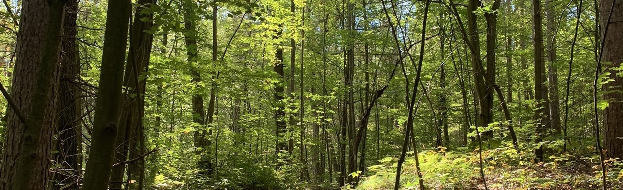 Oak Ridges Moraine Trail: Northumberland Forest (Centre Section): 7 ...