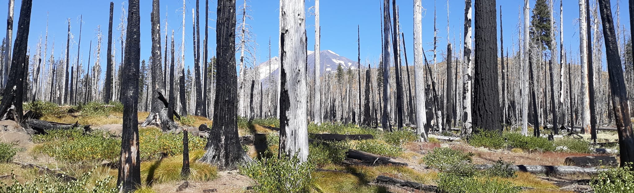 AllTrails | Cold Springs Trail #72: 9 Reviews, Map - Washington