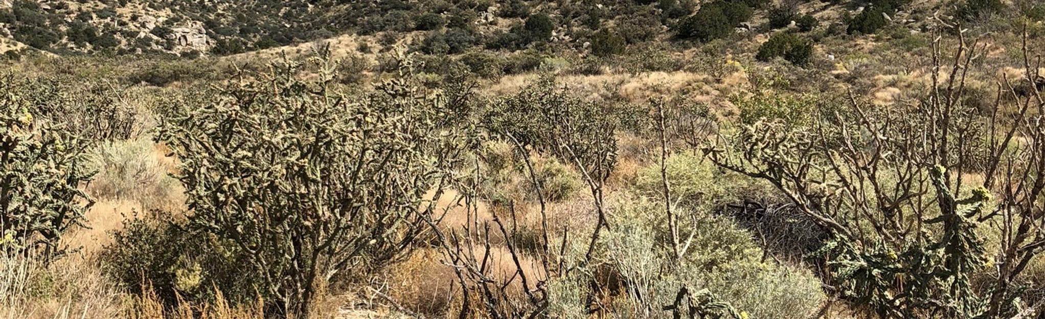 South Sandia Peak via Embudito Trail, New Mexico - 386 Reviews, Map ...