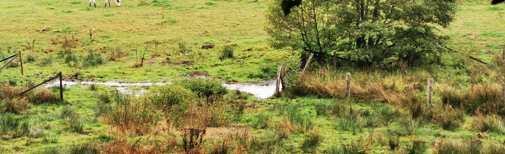 Rundwanderung bei Mertzig | Map, Guide - Diekirch, Luxembourg | AllTrails