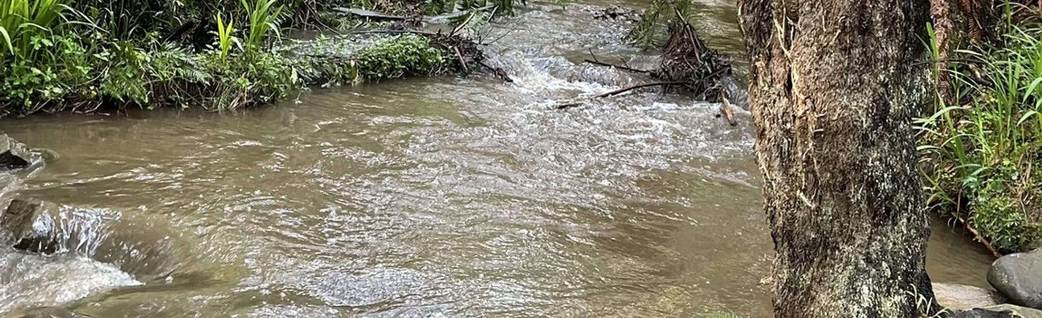 Sassafras Creek to Baynes Park via Dandenong Ranges Tourist Track ...