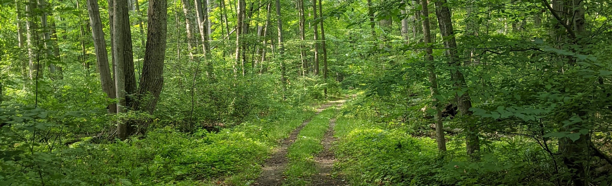 Sugarbush Trail, Ontario, Canada - 45 Reviews, Map | AllTrails