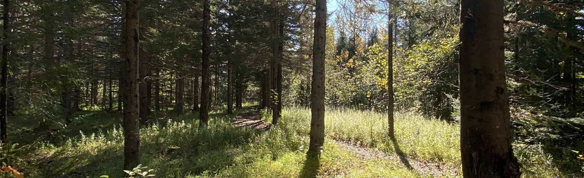 Trecesson Arboretum Trail, Quebec, Canada - 8 Reviews, Map | AllTrails