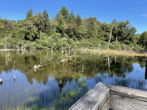 Best Easy Trails in Cohutta Wildlife Management Area | AllTrails