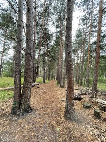 10 Best Walking Trails in Chobham Common | AllTrails