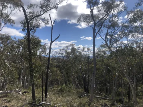 Best Moderate Trails in Jerrabomberra Mountain Reserve | AllTrails