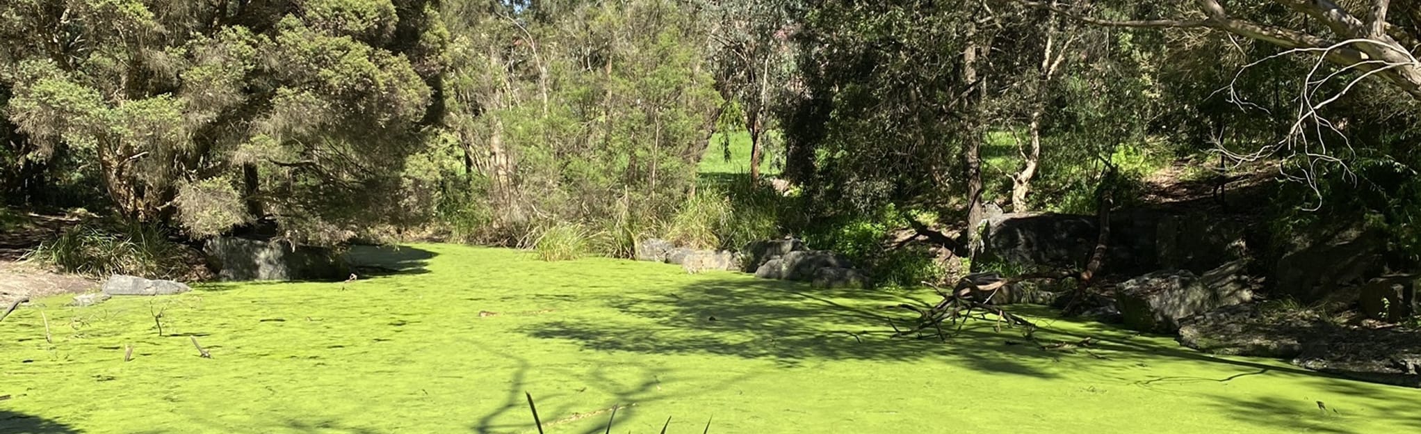 Bellbird Dell Reserve Loop: 16 Fotos - Victoria, Australien | AllTrails