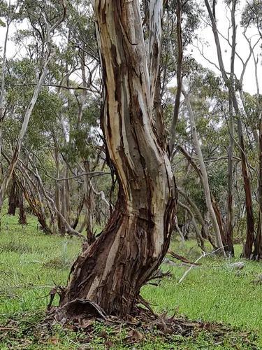 Best Walking Trails in Spring Gully Conservation Park | AllTrails