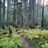 Upper Priest River Trail, Idaho - 86 Reviews, Map | AllTrails