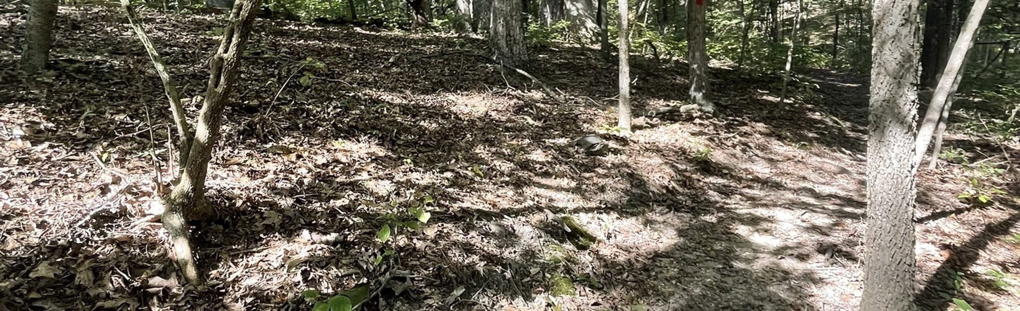 Plantation Trail, Maryland - 31 Reviews, Map | AllTrails