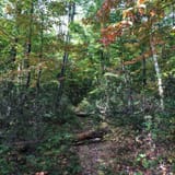Redman Run Trail, West Virginia - 101 Reviews, Map | AllTrails