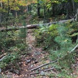 Redman Run Trail, West Virginia - 101 Reviews, Map | AllTrails