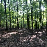Redman Run Trail, West Virginia - 101 Reviews, Map | AllTrails