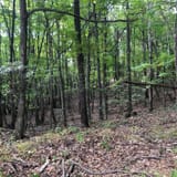 Redman Run Trail, West Virginia - 101 Reviews, Map | AllTrails