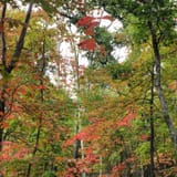Redman Run Trail, West Virginia - 101 Reviews, Map | AllTrails