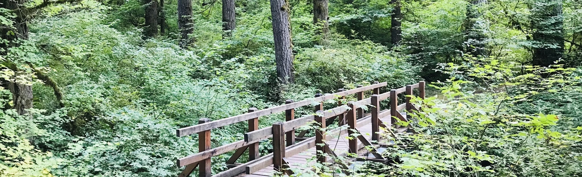 Silver Falls Campground Nature Loop, Oregon - 261 Reviews, Map | AllTrails