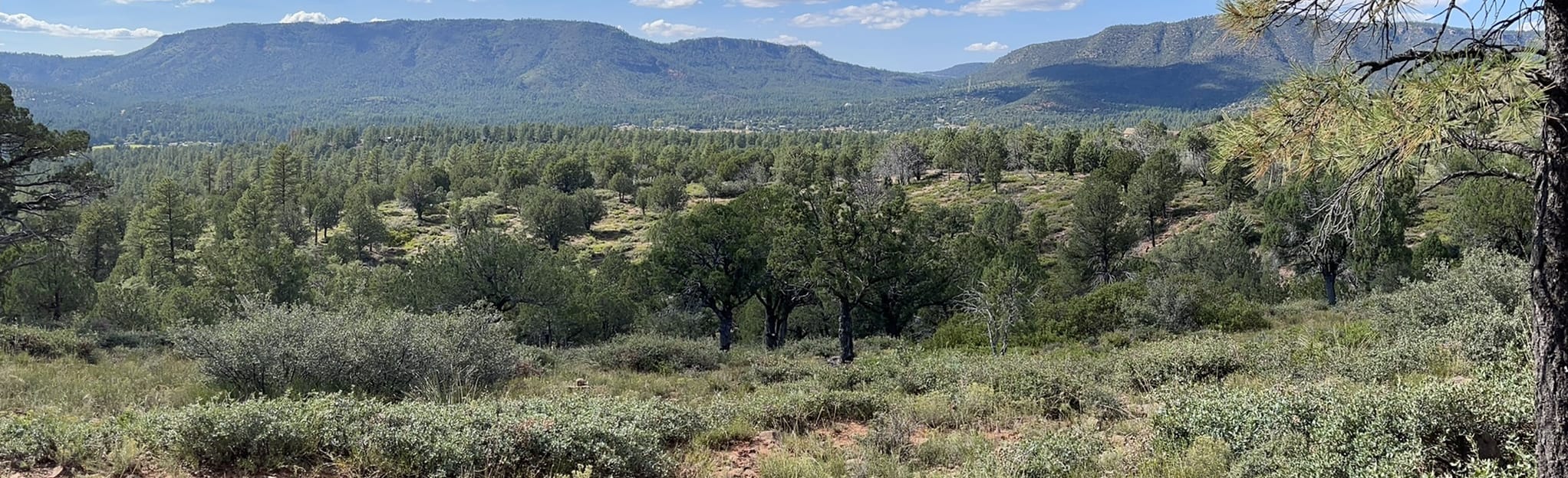 Pine Loop Trail: 886 Reviews, Map - Arizona | AllTrails