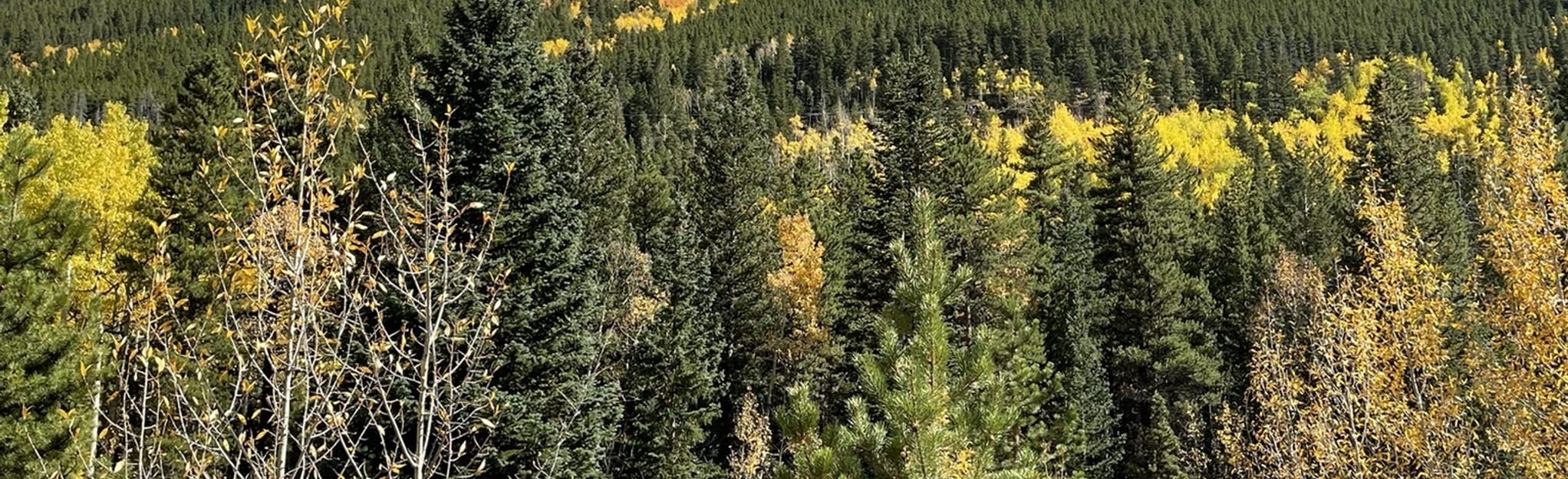 Clear Branch Trail - Colorado | AllTrails
