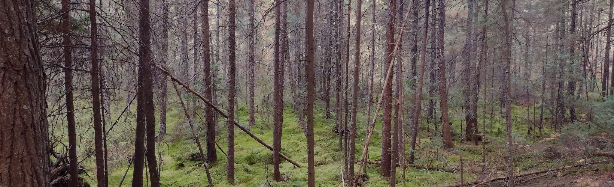 Hemlock Grove: 4 Reviews, Map - Wisconsin | AllTrails