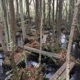 Batona Trail, New Jersey - 322 Reviews, Map | AllTrails