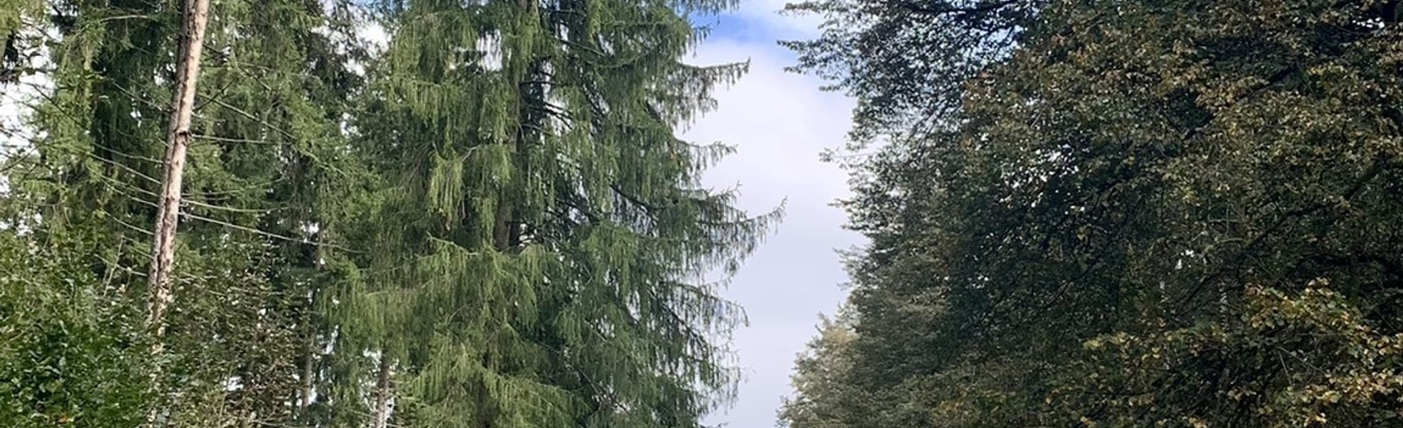 Durch den Ebersberger Forst, Bavaria, Germany - Map, Guide | AllTrails