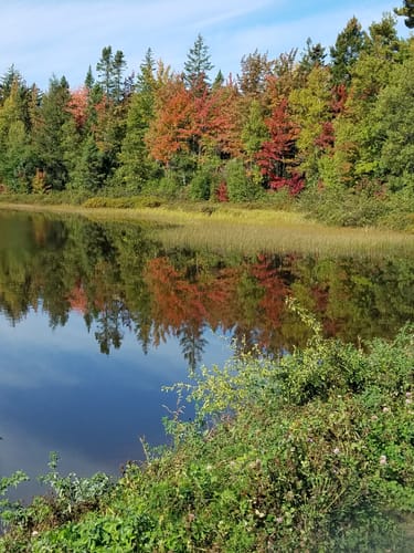 Best Hikes and Trails in Irishtown Nature Park | AllTrails