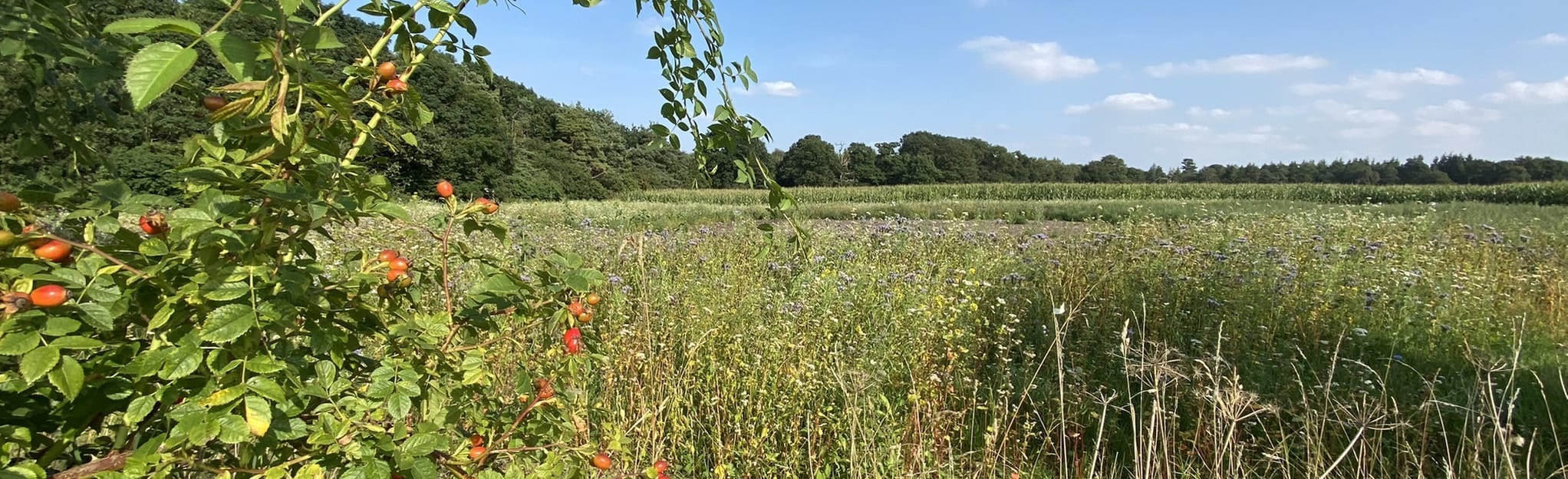 Nocton Wood Walk, Lincolnshire, England - 74 Reviews, Map | AllTrails