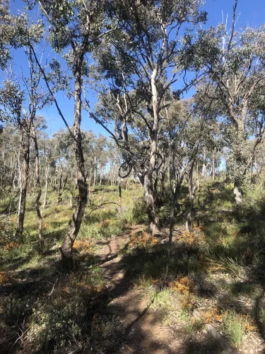 Best Hikes and Trails in Jerrabomberra Mountain Reserve | AllTrails