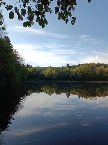 2023 Best Moderate Trails in Forêt domaniale de Saint-Sever | AllTrails